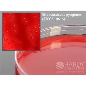 Selective Beta Strep Agar