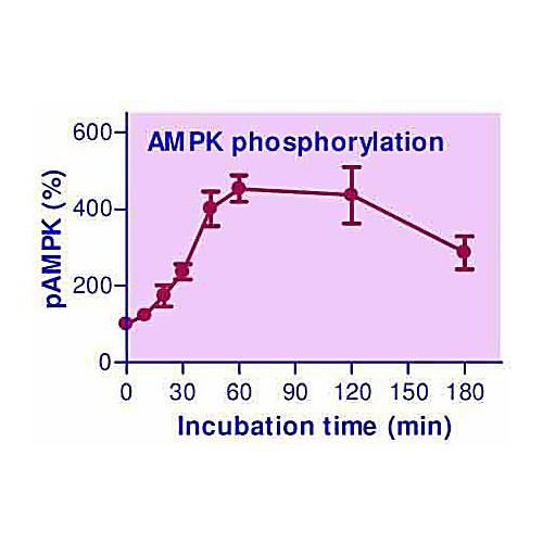 EnzyFluo™ AMPK Phosphorylation Assay Kit