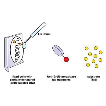 ROCHE Cell Proliferation Reagent WST-1