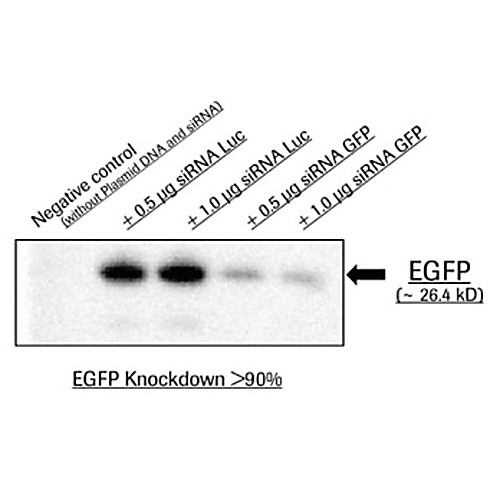 ROCHE X-tremeGENE™ siRNA Transfection Reagent, Polymer reagent for ...