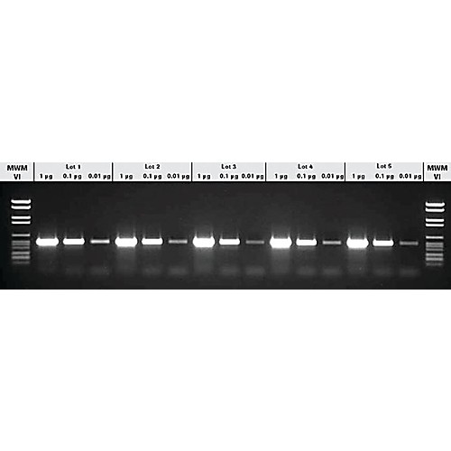 ROCHE PCR Core Kit