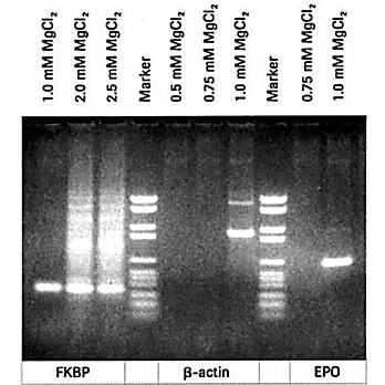 ROCHE PCR Buffer Without MgCl2, 10x concentrated
