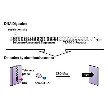 ROCHE TeloTAGGG™ Telomere Length Assay