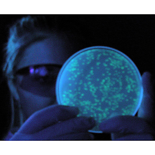 Bacterial Transformation Kit