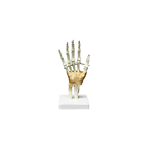 Hand & Wrist Skeleton Model with Ligaments