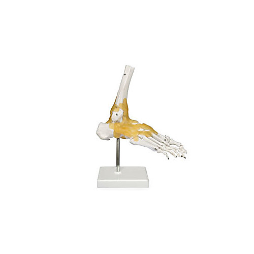 Foot & Ankle Skeleton Model with Ligaments