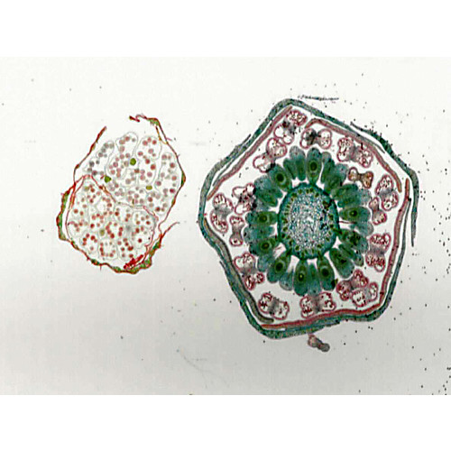Prepared Microscope Slide,Monocot & Dicot Flower Buds C.S.