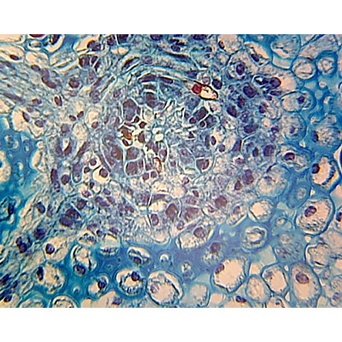 Prepared Microscope Slide,Elodea Stem Tip Section