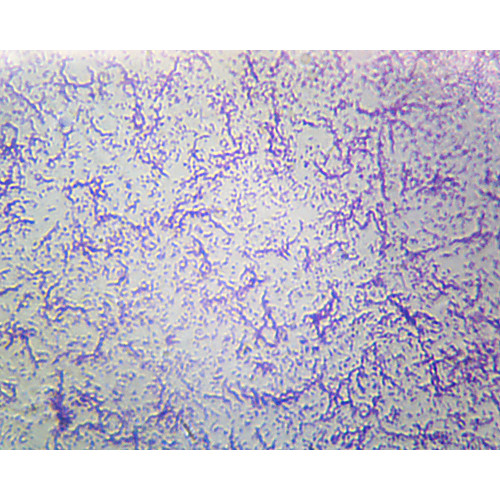 bacillus microscope slide
