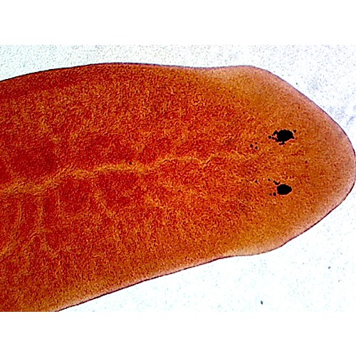Planaria Slide