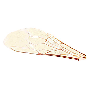 Prepared Microscope Slide,Zoology; Bee Wing, W.M.