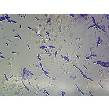 Prepared Microscope Slide,Bacillus Subtilis, Gram + Spore Forming