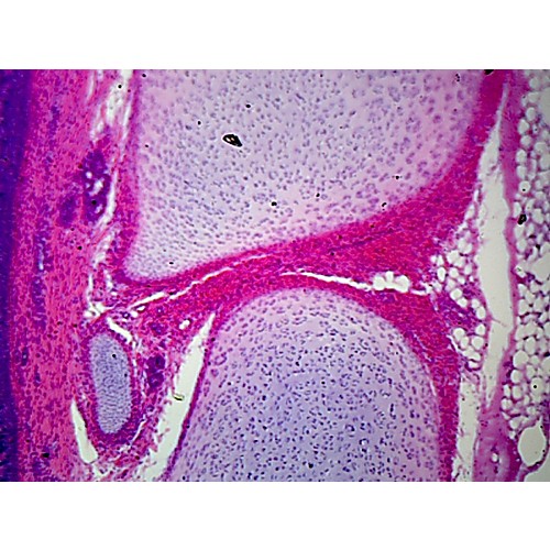 Trachea Slide Microscope