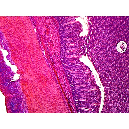 Prepared Microscope Slide,Colon, C.S. Human