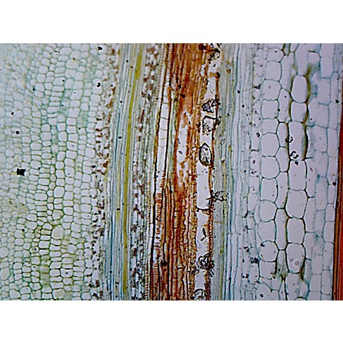 Prepared Microscope Slide,Pumpkin Stem, L.S.,Cucurbita