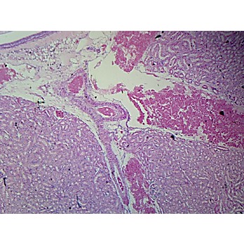 Prepared Microscope Slide,Kidney Renal, Calices, Cortex & Medulla