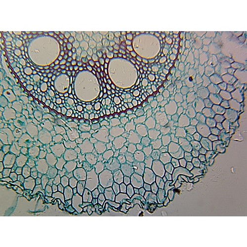 Prepared Microscope Slide,Angiosperm Roots Monocot C.S.