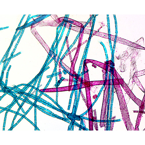 Prepared Microscope Slide,Protista Cladophore Filamentous