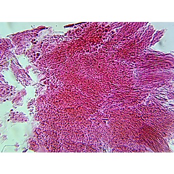 Prepared Microscope Slide,Onion Root Tip Squash W.M.