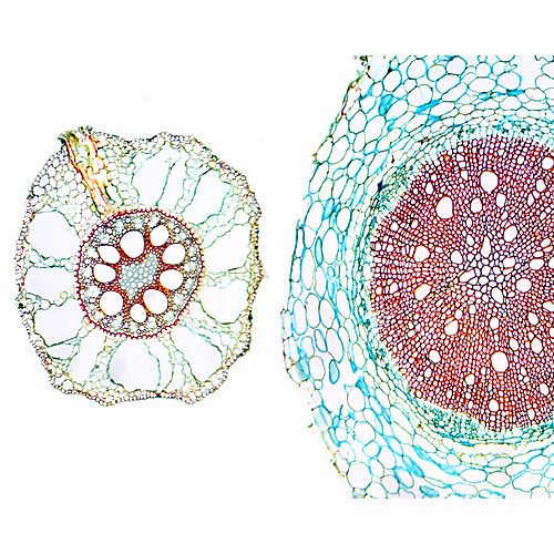 Monocot Vs Dicot Microscope