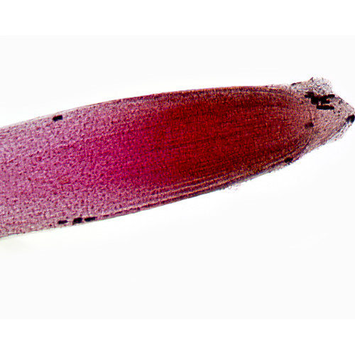 Prepared Microscope Slide,Grass Root, W.M. Root Hair & Cap