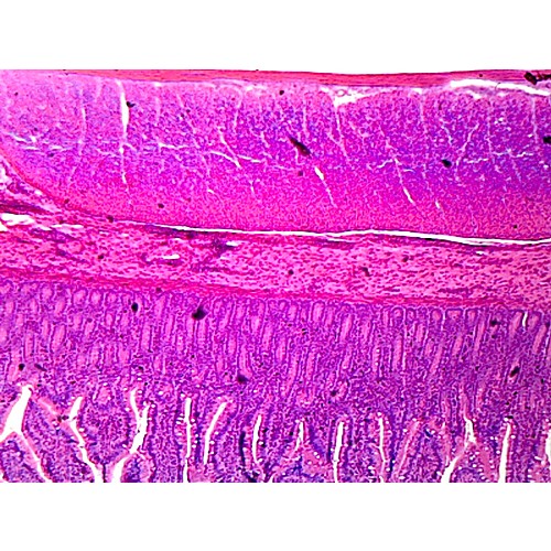 Prepared Microscope Slide,Smooth Muscle, C.S. Mammal