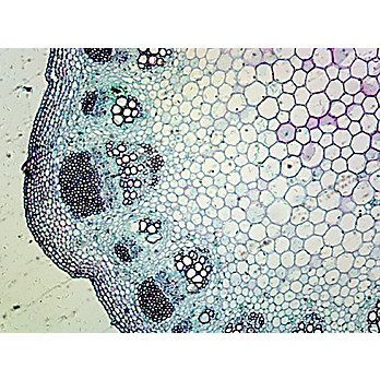 Prepared Microscope Slide,Typical Dicot Stems, Lavender Stem CS