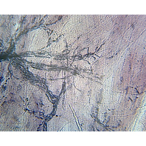 Prepared Microscope Slide,Motor Nerve Ending & Plates W.M.