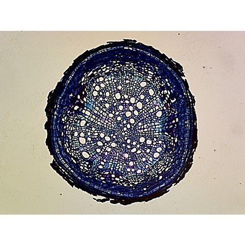 Prepared Microscope Slide,Pine Older Root, C.S.