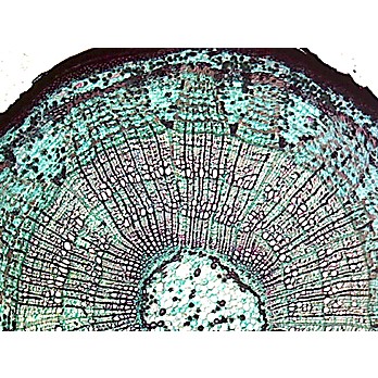 Prepared Microscope Slide,Tilia 3 yr. Stem,C.S. Basswood