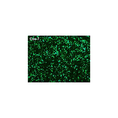 Polymag Magnetic Transfection Reagent